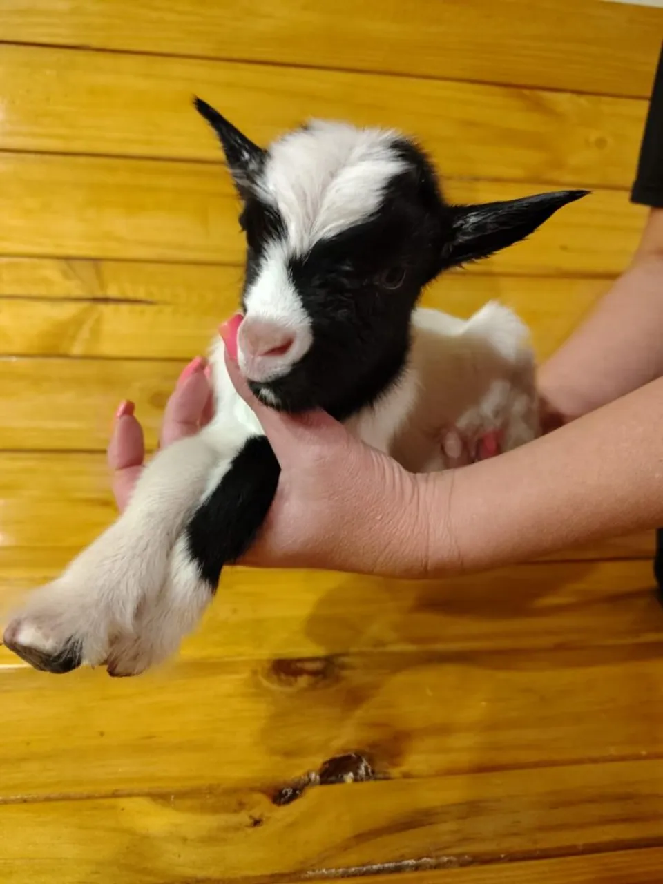 "mini cabras" no Brasil