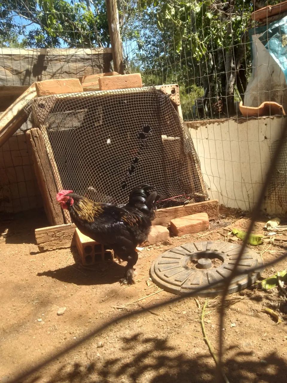 "mini garnizes" no Brasil