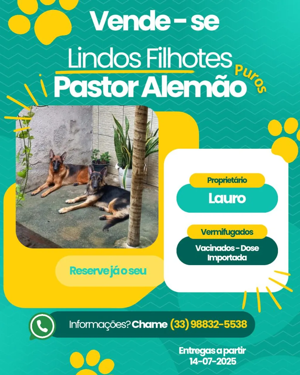 "pastor alemao puro" - Cachorros no Brasil