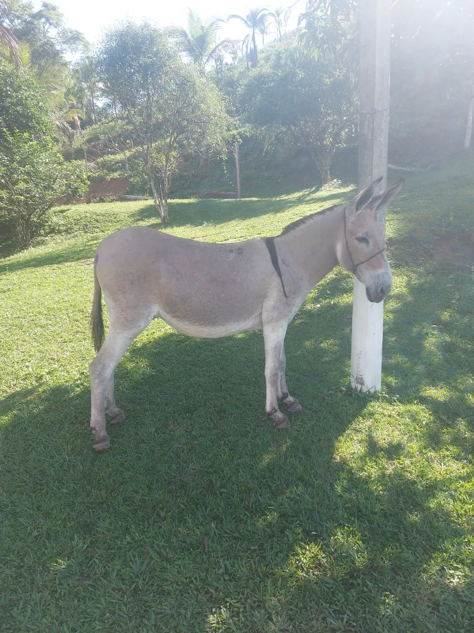 Cavalos no Rio de Janeiro