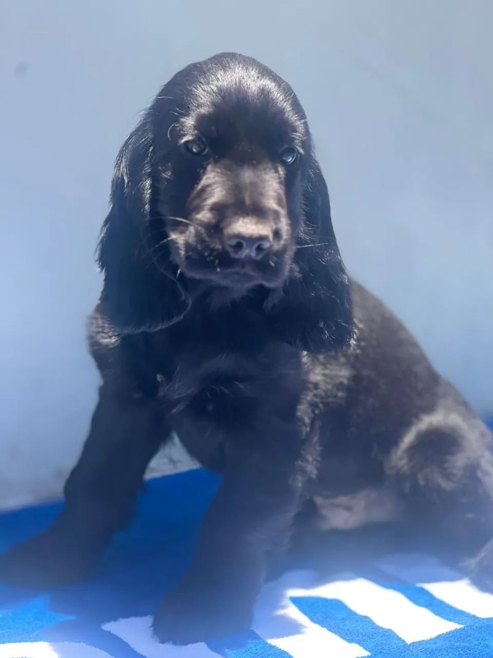 Cocker spaniel inglês legítimos - Cachorros - Barra da Tijuca, Rio de ...