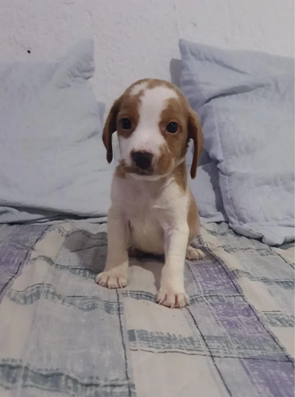 "beagle bicolor" - Cachorros no Brasil