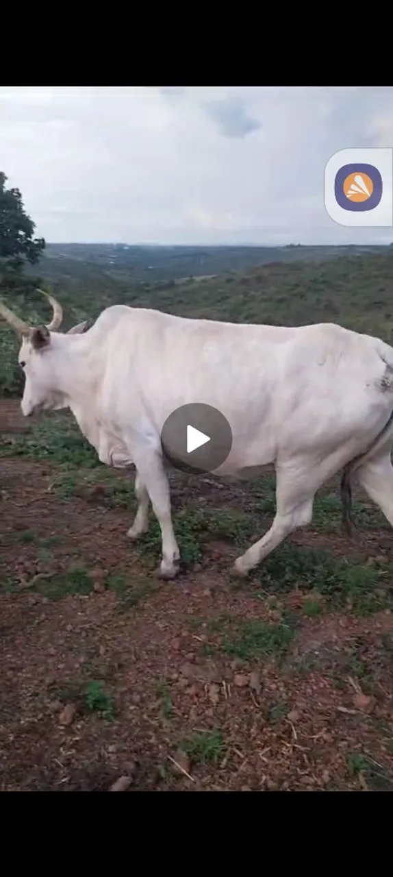 "vaca nelore" - Animais para agropecuária no Brasil