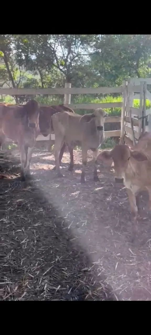 Vendo bezerra fêmea ! - Animais para agropecuária - Rio Manso 1457395824 | OLX