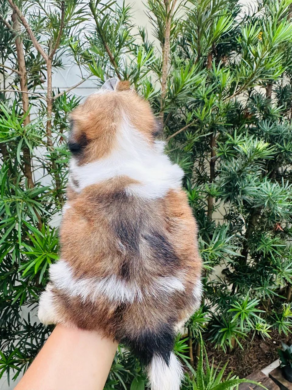 SHIH TZU COM PEDIGREE - Cachorros - Marco, Belém 1469011782 | OLX