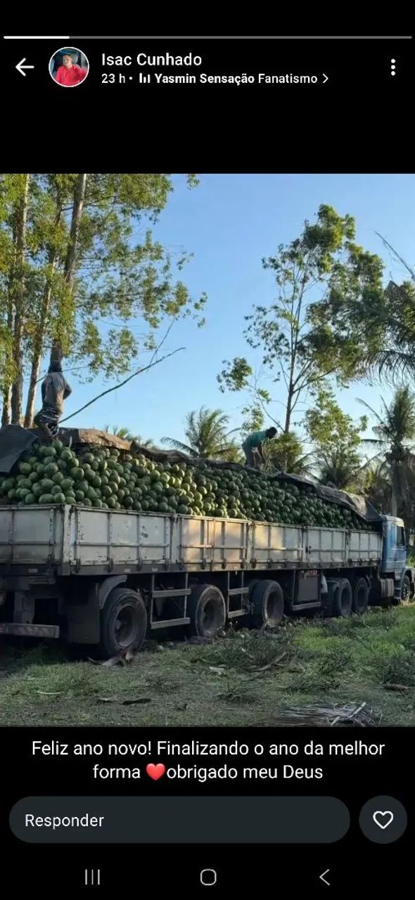 Coco Verde Atacado e Quantidade - Produção Própria - Sul da Bahia para ...