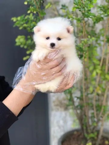 "spitz merle" no Brasil