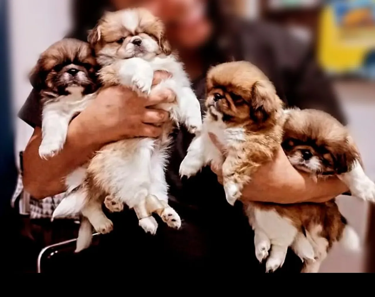 "filhote pequines" - Cachorros no Brasil