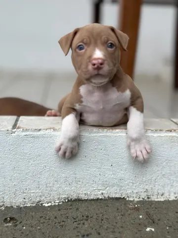 "pit monster adulto" no Brasil