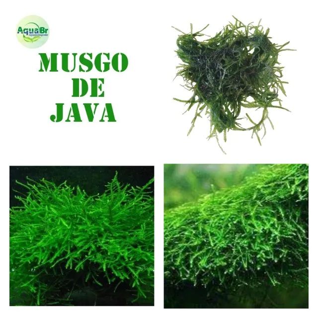 "musgo de java" no Brasil