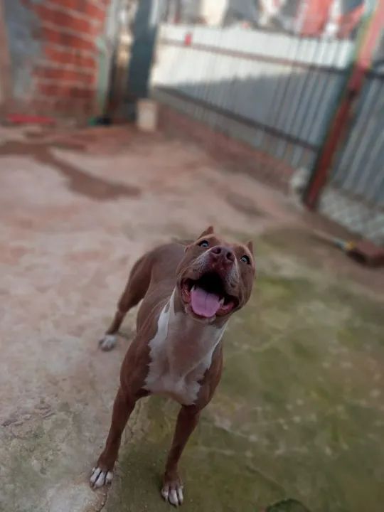 "red nose" no Brasil