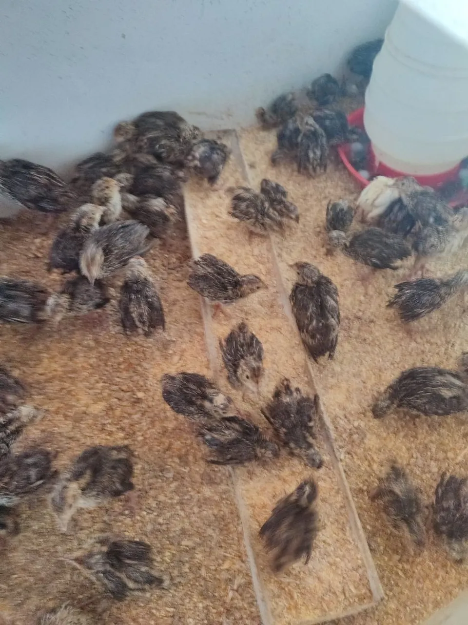 "filhotes de codornas" - Outros animais no Brasil