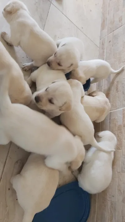 "cachorro caramelo" - Cachorros no Brasil