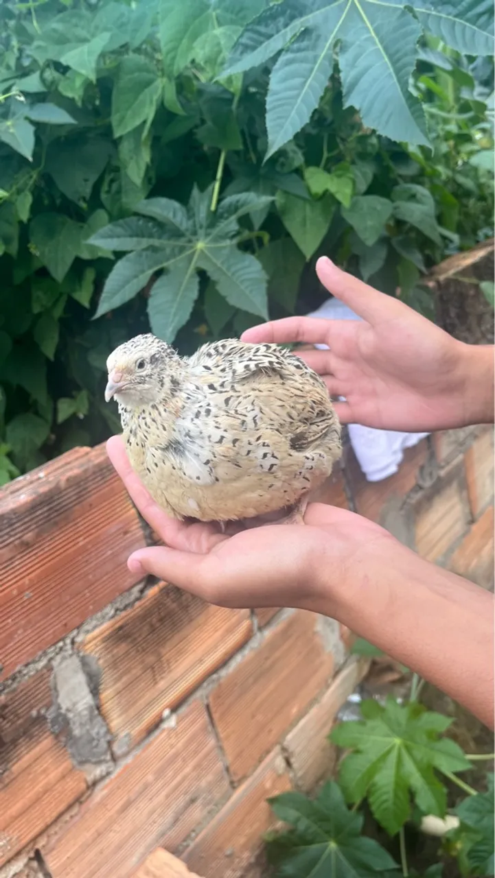 "filhotes de codornas" - Outros animais no Brasil