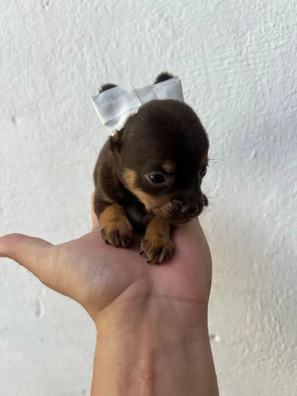 "pinscher 0" - Cachorros no Brasil