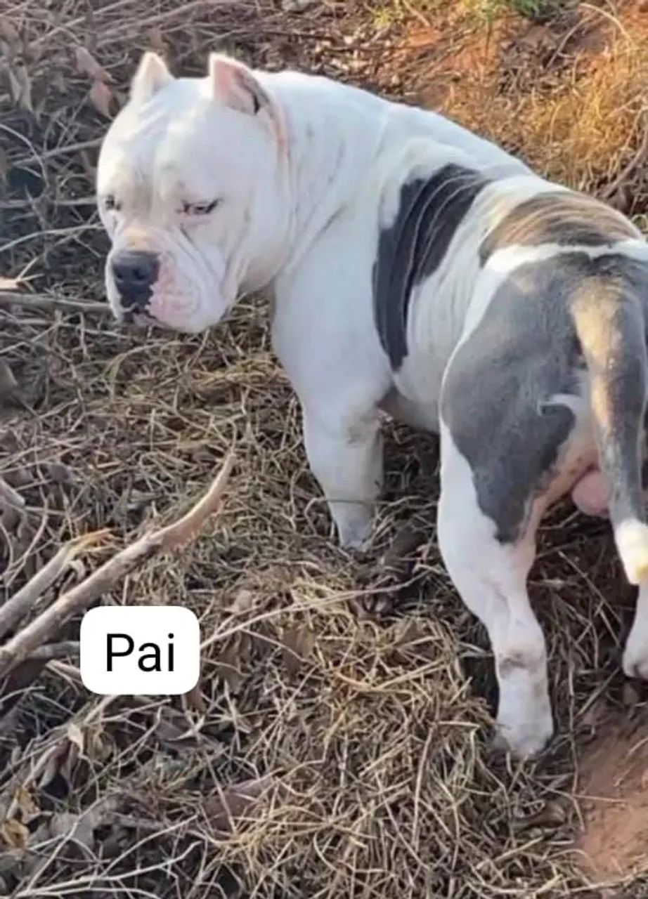 American bully macho - Cachorros - Lagoa Grande, Feira de Santana ...