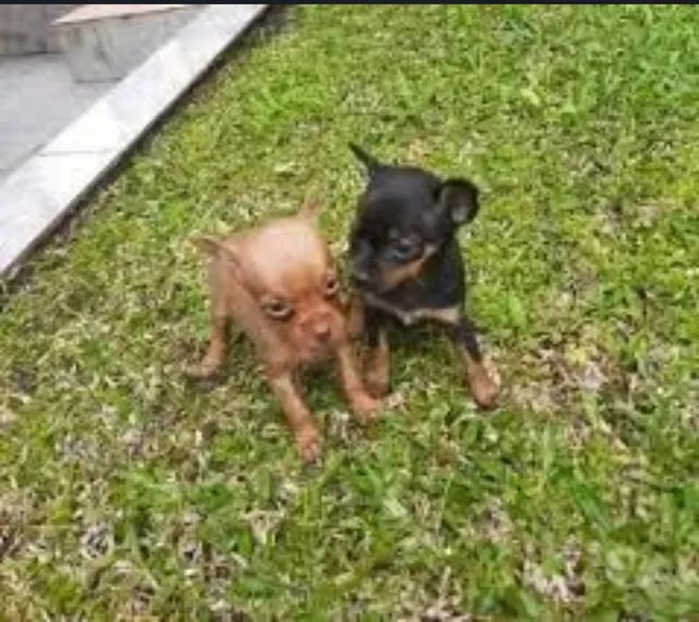 "filhotes de pincher 0" no Brasil