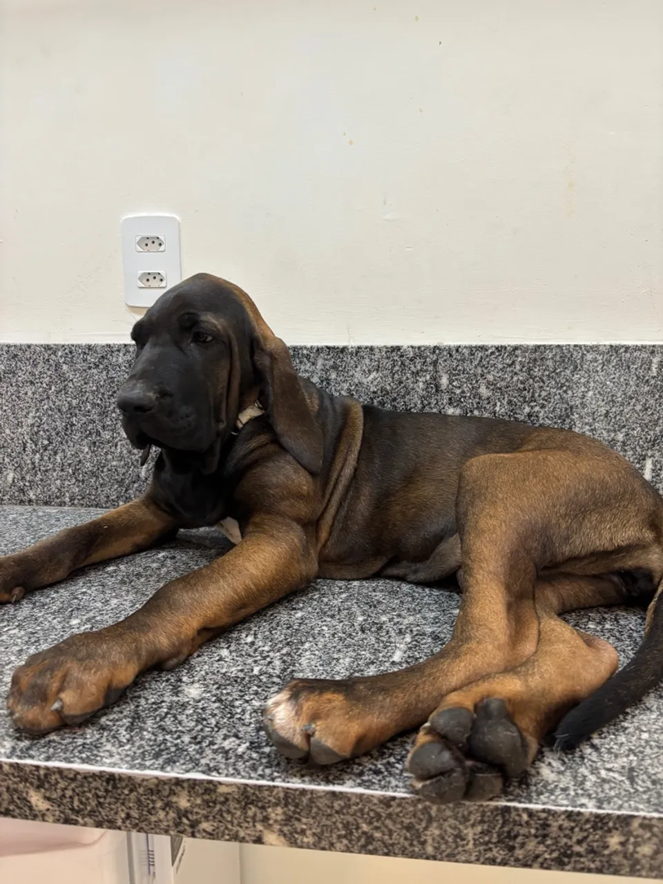 "filhote de fila brasileiro" - Cachorros no Brasil