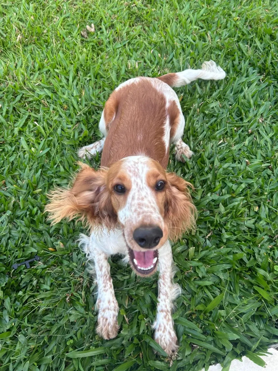 "coocker spaniel" no Brasil