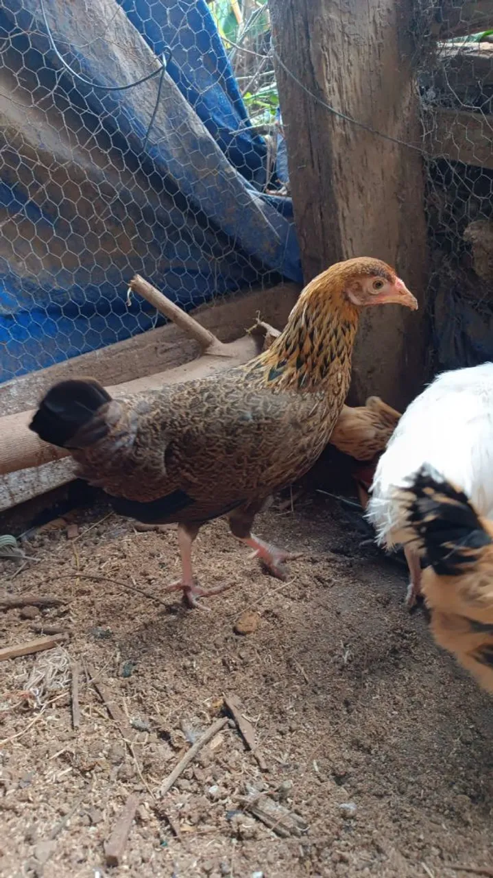 "garnizes nagasaki" no Brasil