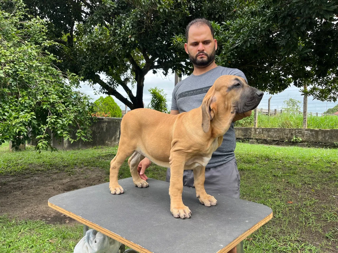 "filhote fila" - Cachorros no Brasil