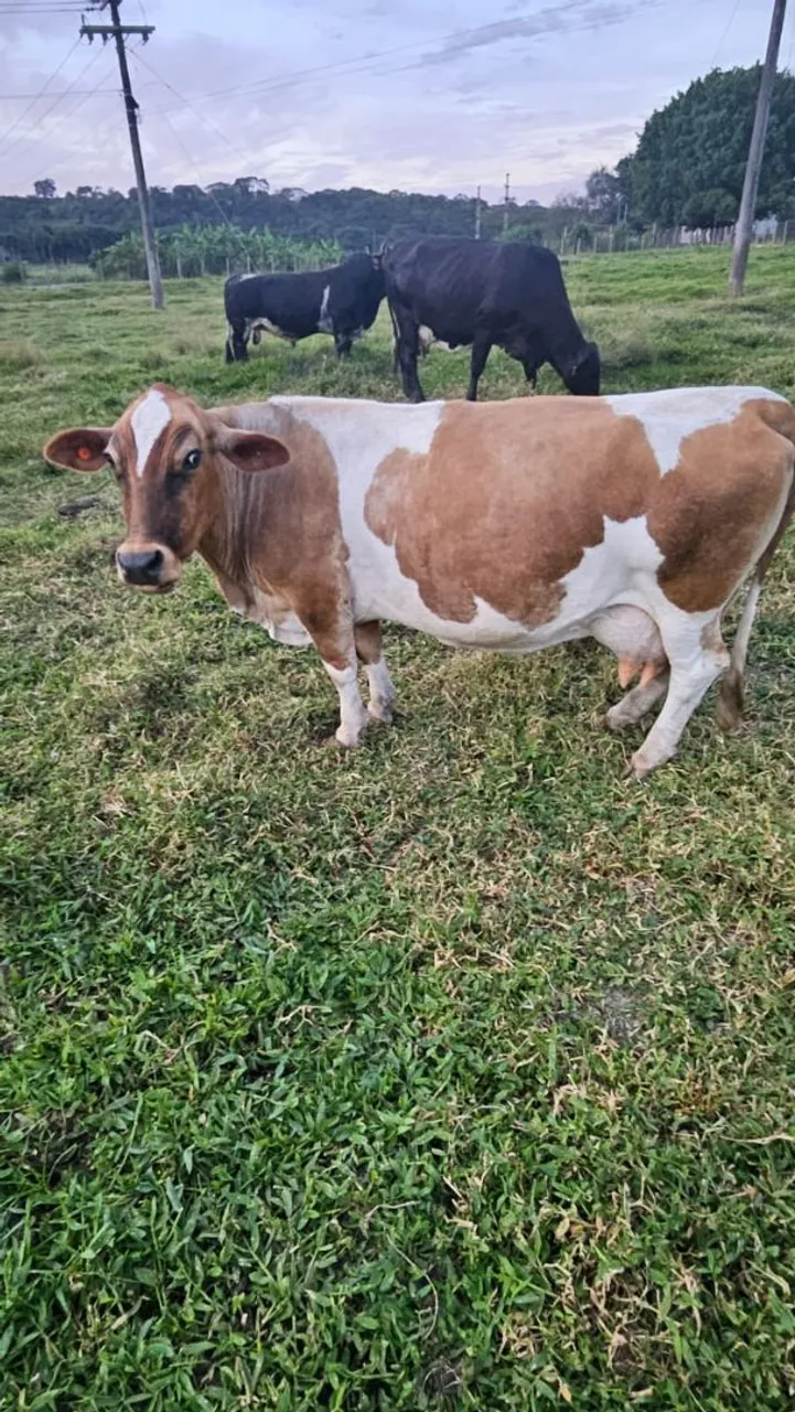 "mini vaca" - Animais para agropecuária no Brasil
