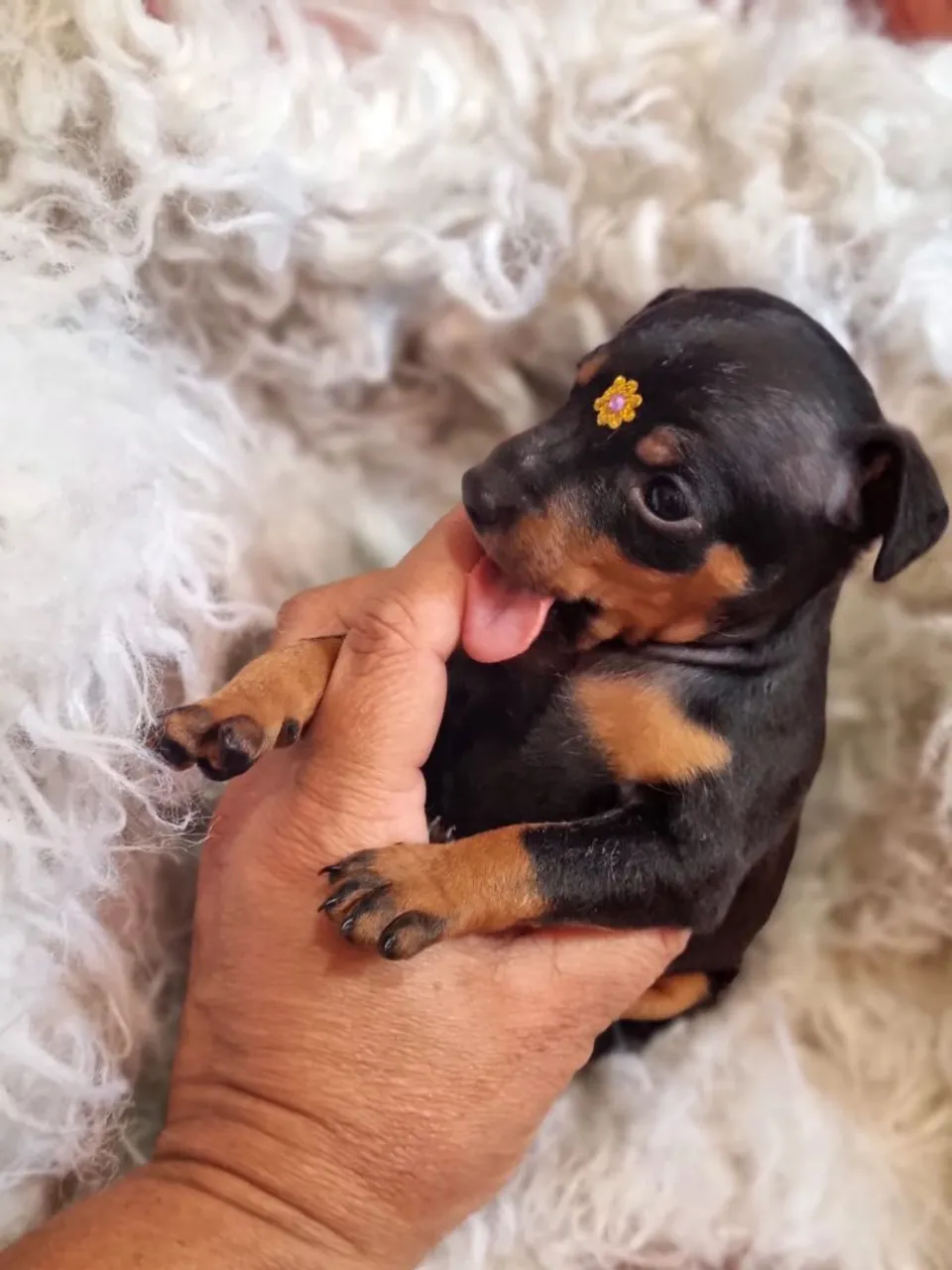 "pinscher branco" - Cachorros no Brasil