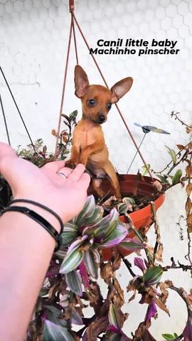 "pinscher 00 miniatura" - Cachorros no Brasil