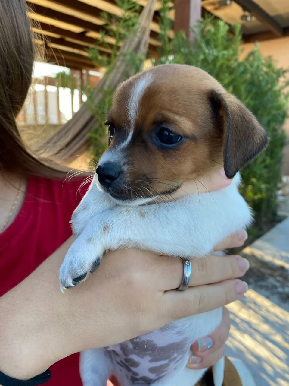 "filhotes de fox paulistinha" - Cachorros no Brasil