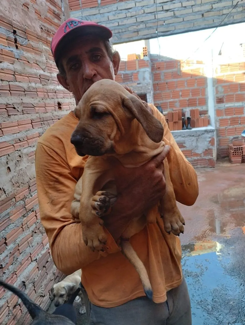 "fila brasileiros" no Brasil