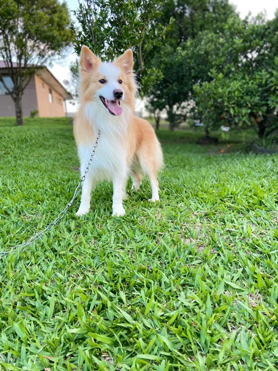 "bode filhote" no Brasil
