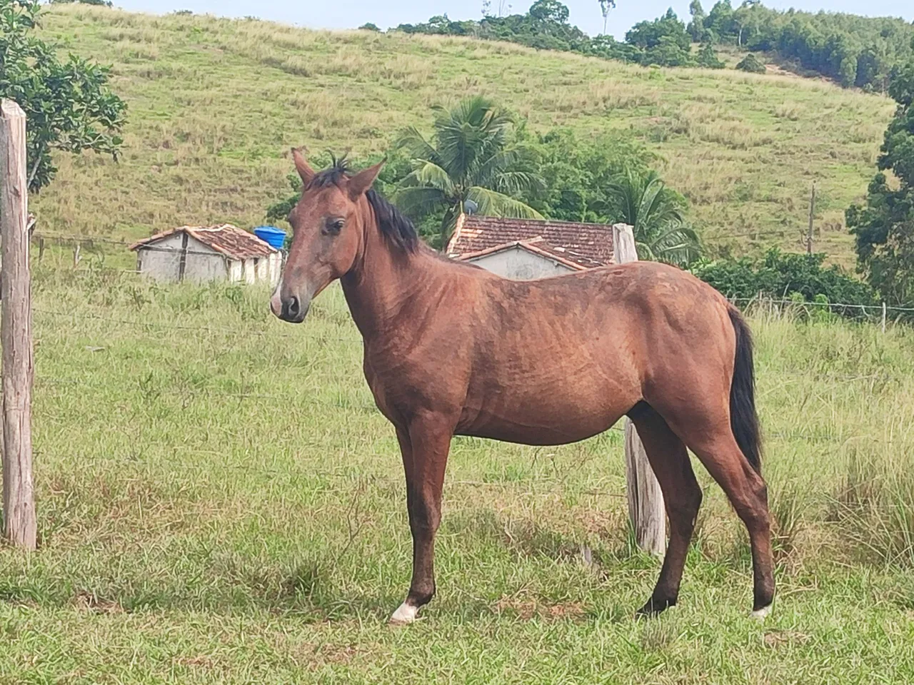 Cavalos no Rio de Janeiro