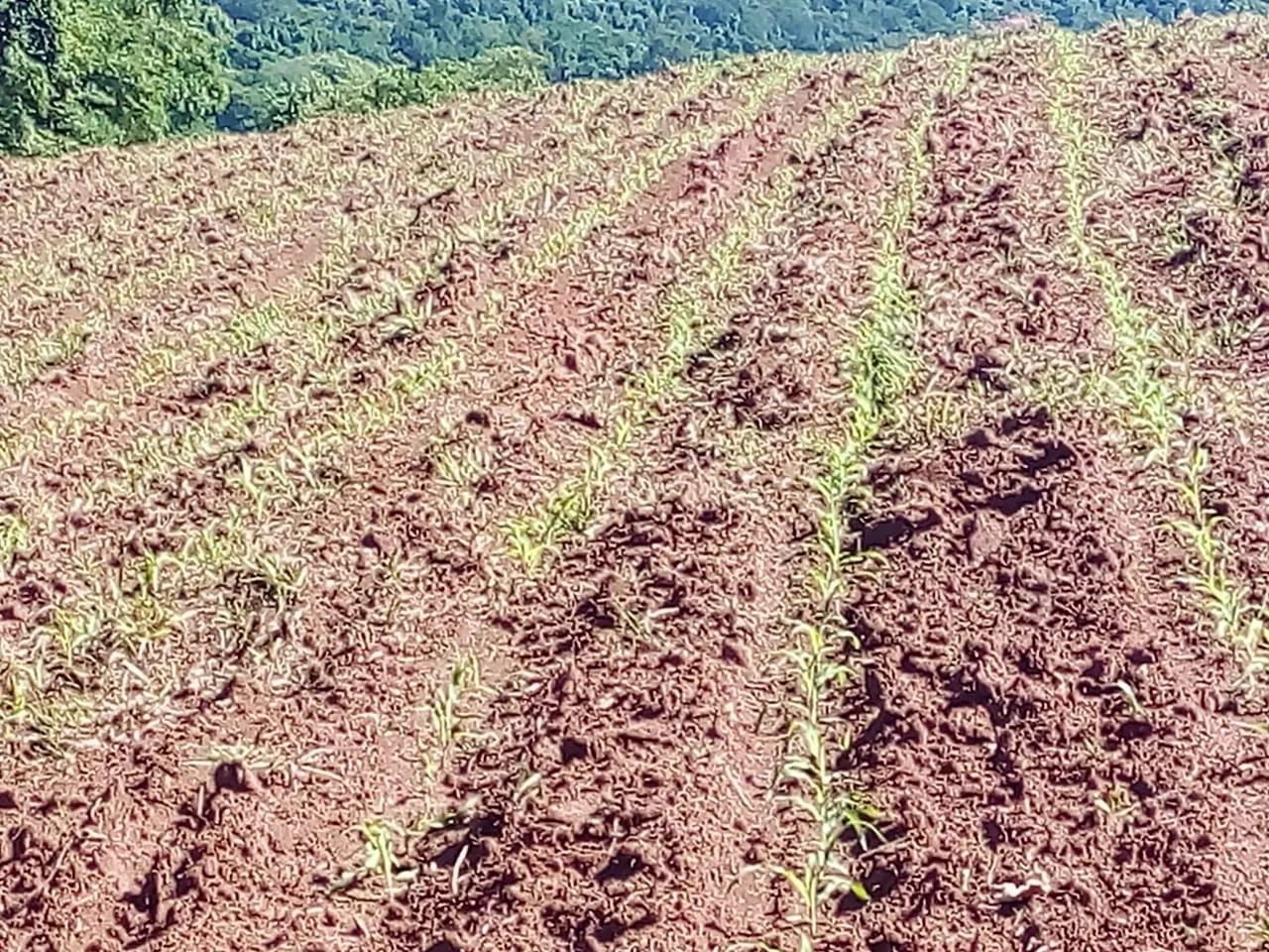 ALUGO 1 ALQUEIRE DE TERRA (24.200 metros) - Terrenos, sítios e fazendas ...