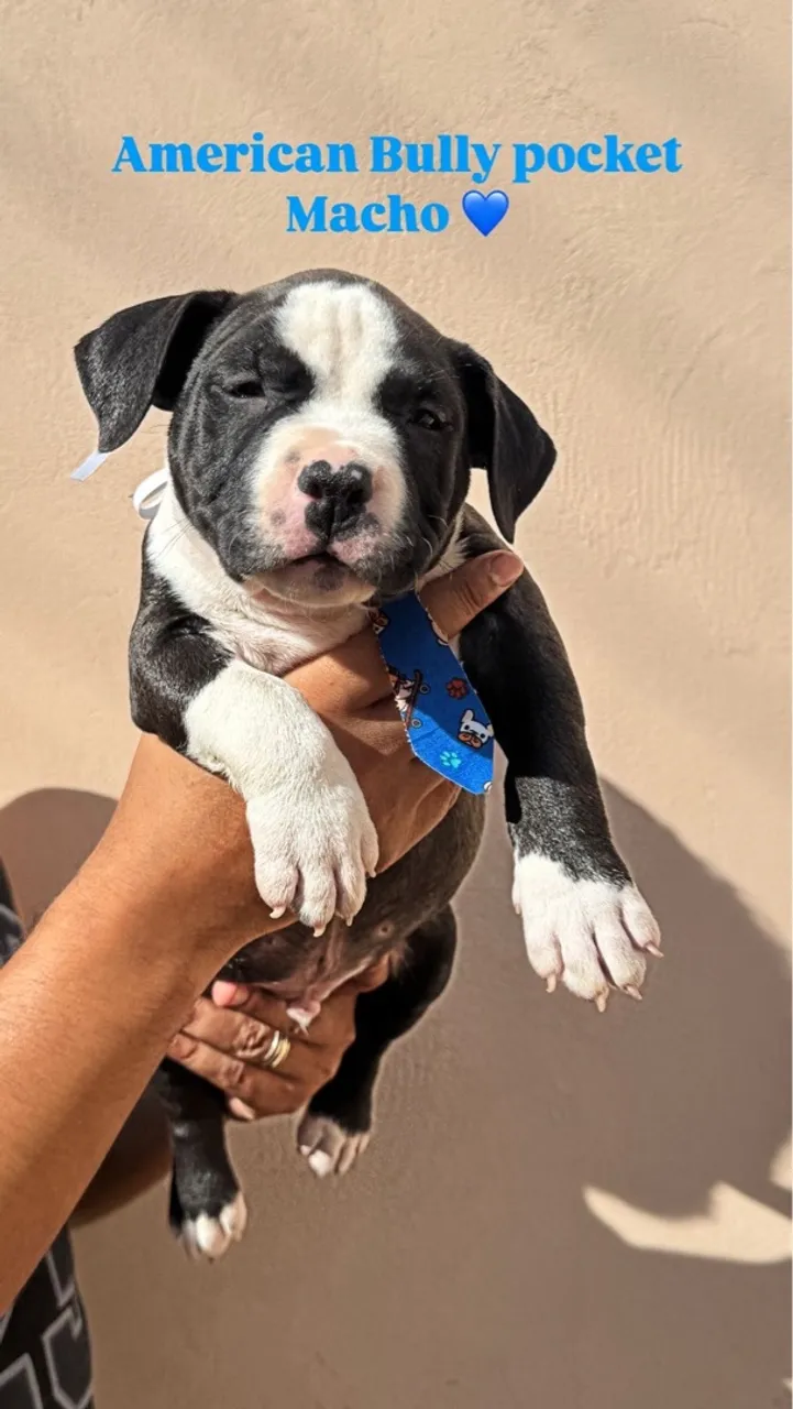 "filhotes de american bully" - Cachorros no Brasil
