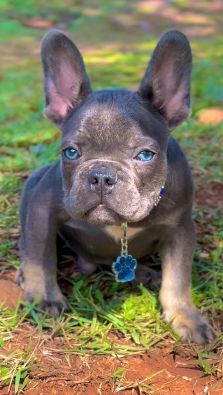 Bulldog Francês, filhotes de cor exótica, Canil O'malley Bull's ...