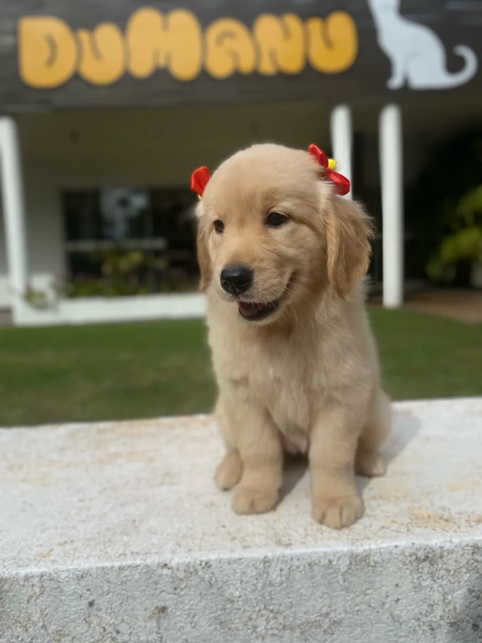 "filhotes de golden retriever" - Cachorros no Brasil