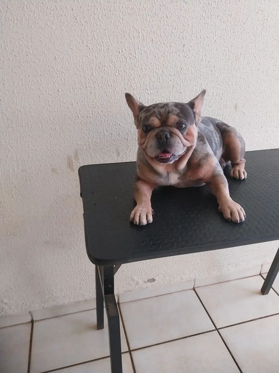 Bulldog francês exótico Blue tan merly pra cruza - Cachorros - Jardim ...