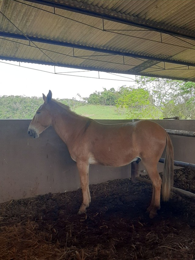 "burro mula" no Brasil