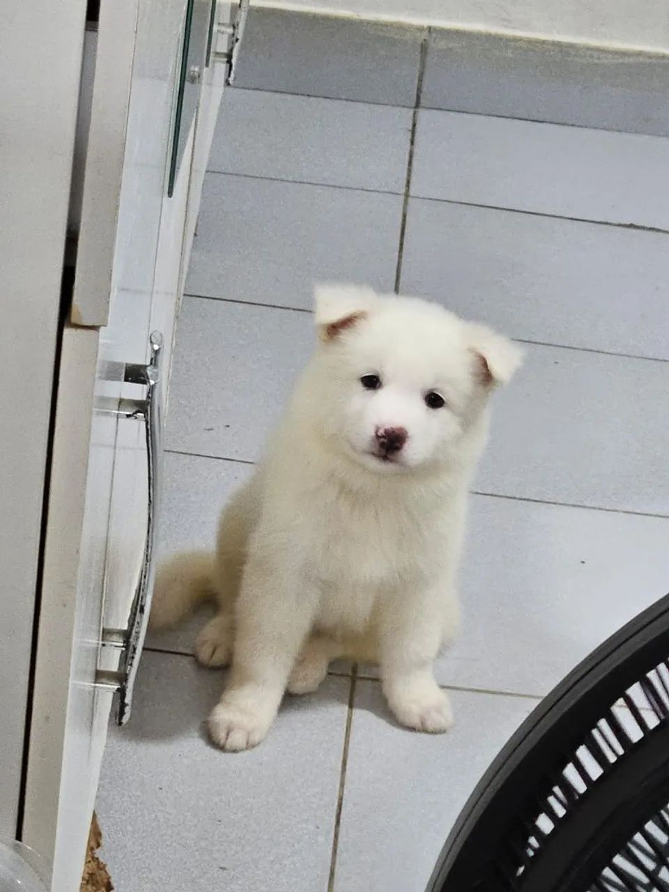 Husky siberiano - Cachorros - Val-de-Cães, Belém 1468483620 | OLX