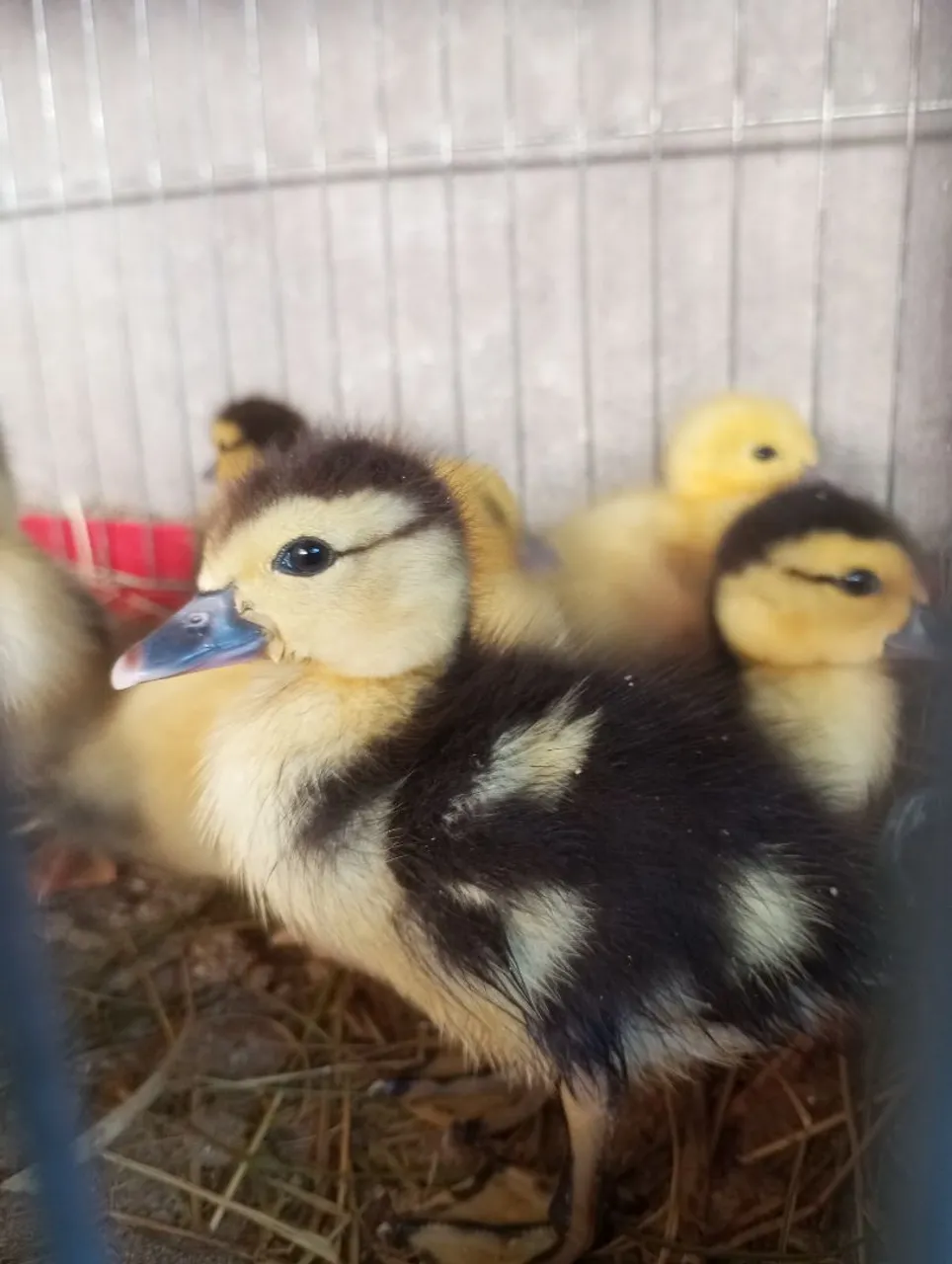 "filhotes de patos" - Outros animais no Brasil