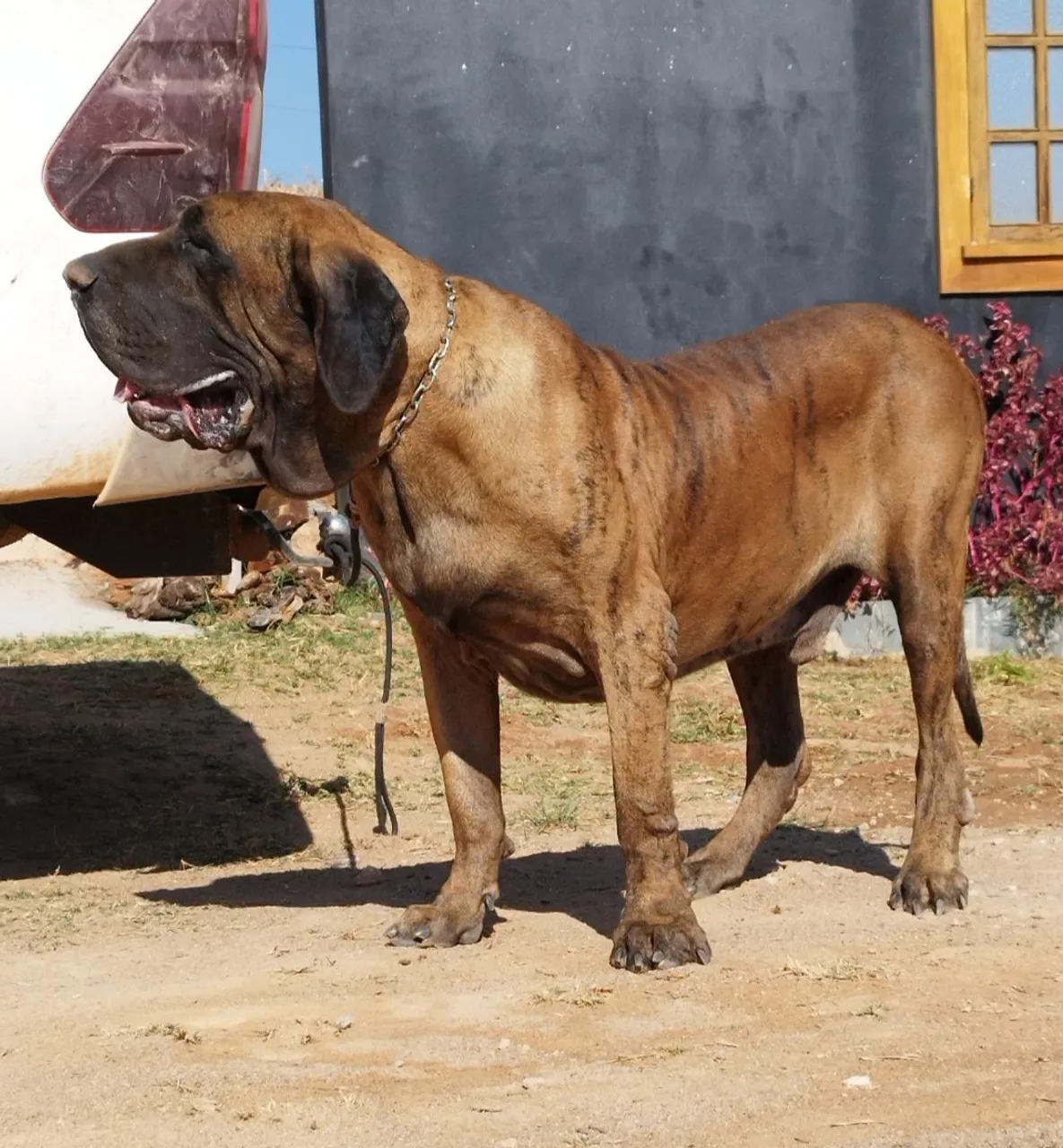 "fila brasileiros" no Brasil