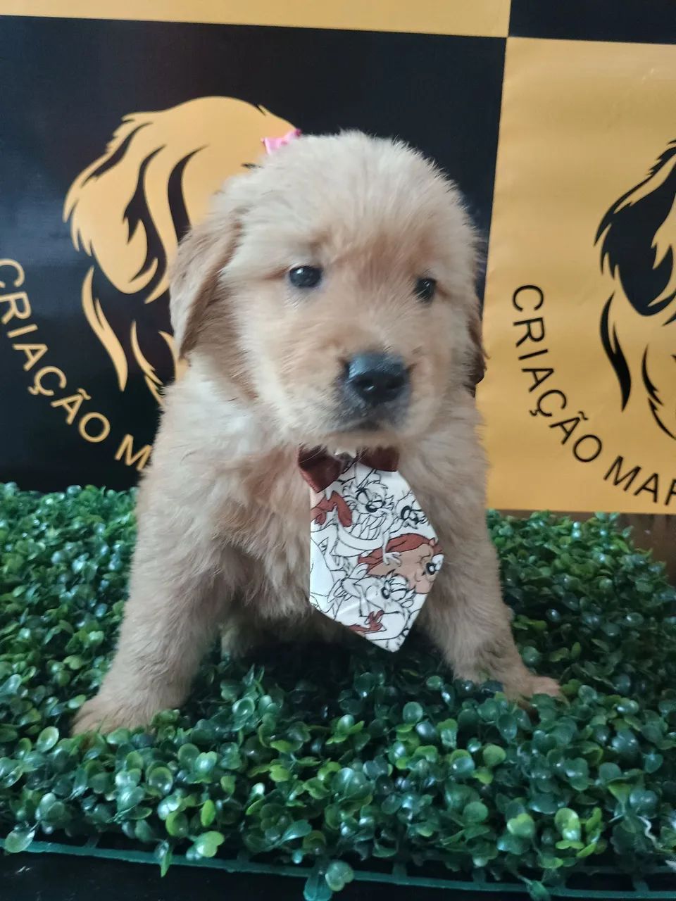 Golden Retriever Filhote macho alto padrão - Cachorros - Aricanduva ...