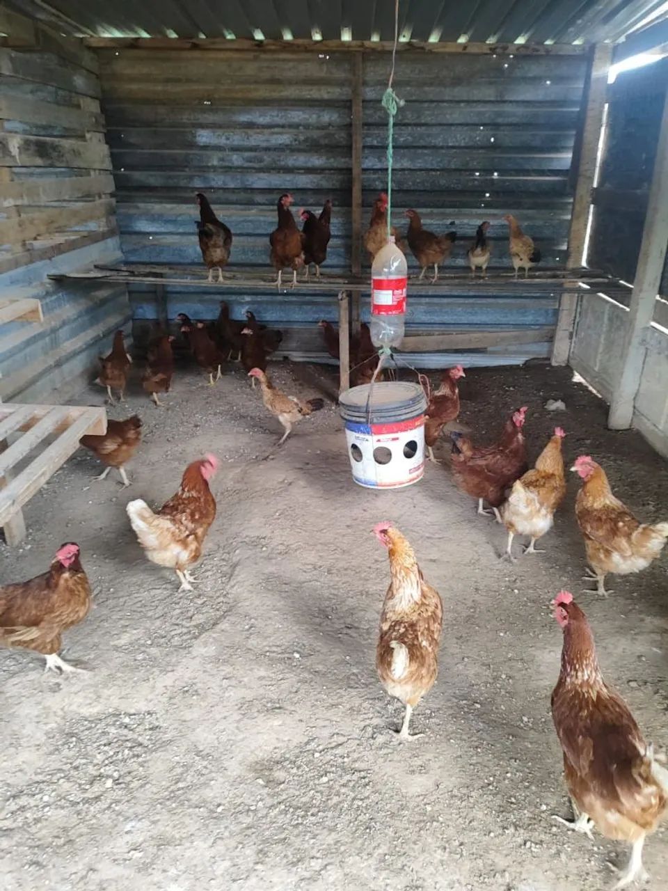 Galinha Embrapa 51 e ISA Brown - Na Postura - Animais para agropecuária ...