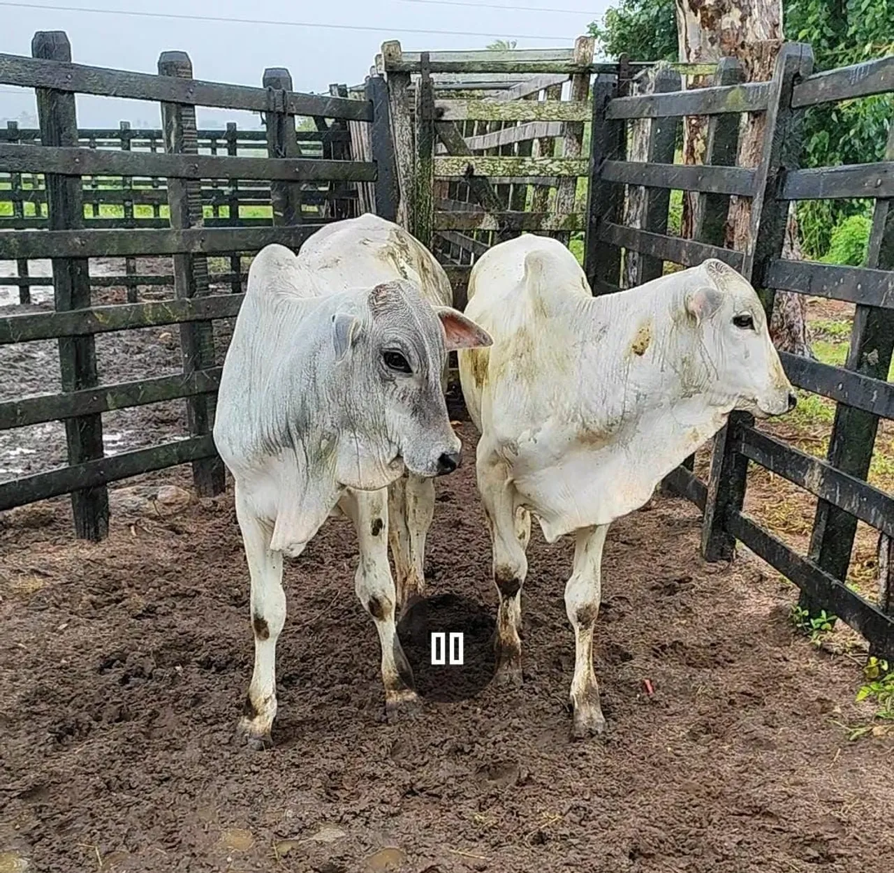 "bezerro nelore" - Animais para agropecuária no Brasil