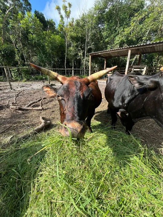 "boi mini boi" - Animais para agropecuária no Brasil