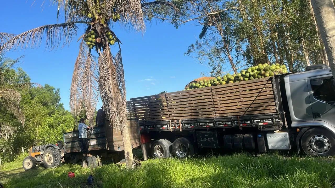 Coco Verde Atacado e Quantidade - Produção Própria - Sul da Bahia para ...
