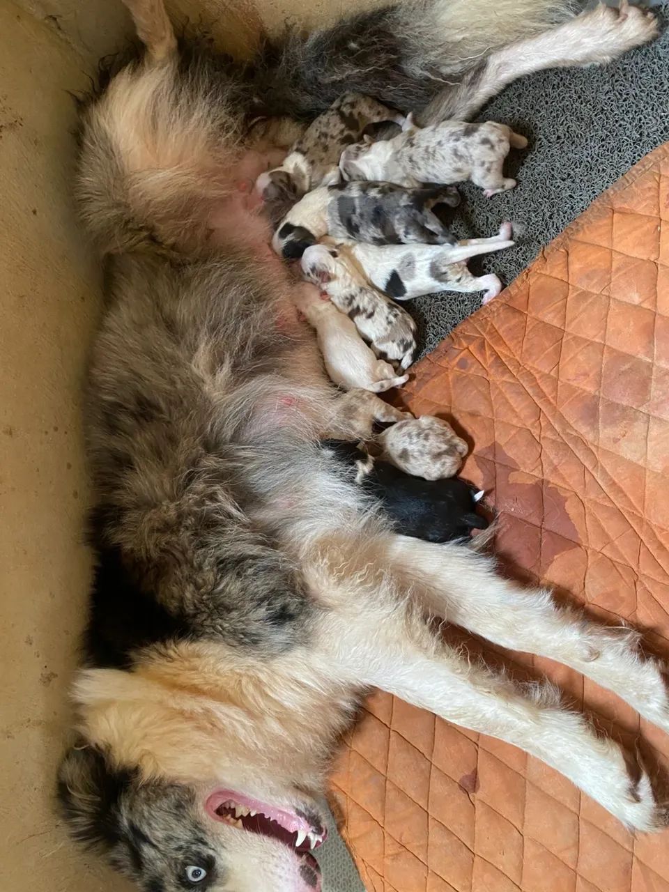 Lindos filhotes merle de Border collie - Cachorros - Alexânia ...