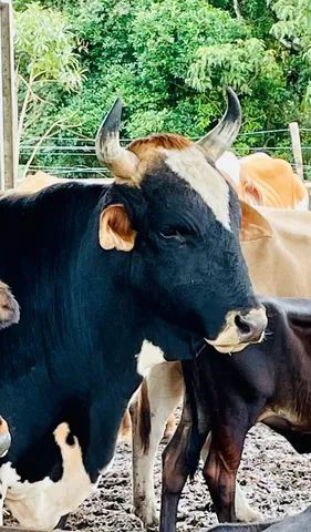 "touros reprodutores" no Brasil