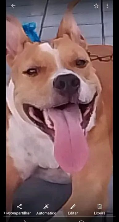 "apbt tradicional" no Brasil