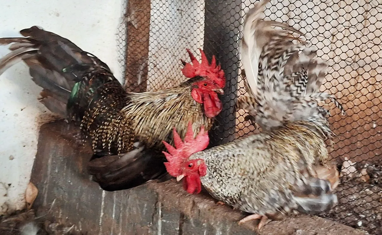 "garnizes nagasaki" no Brasil